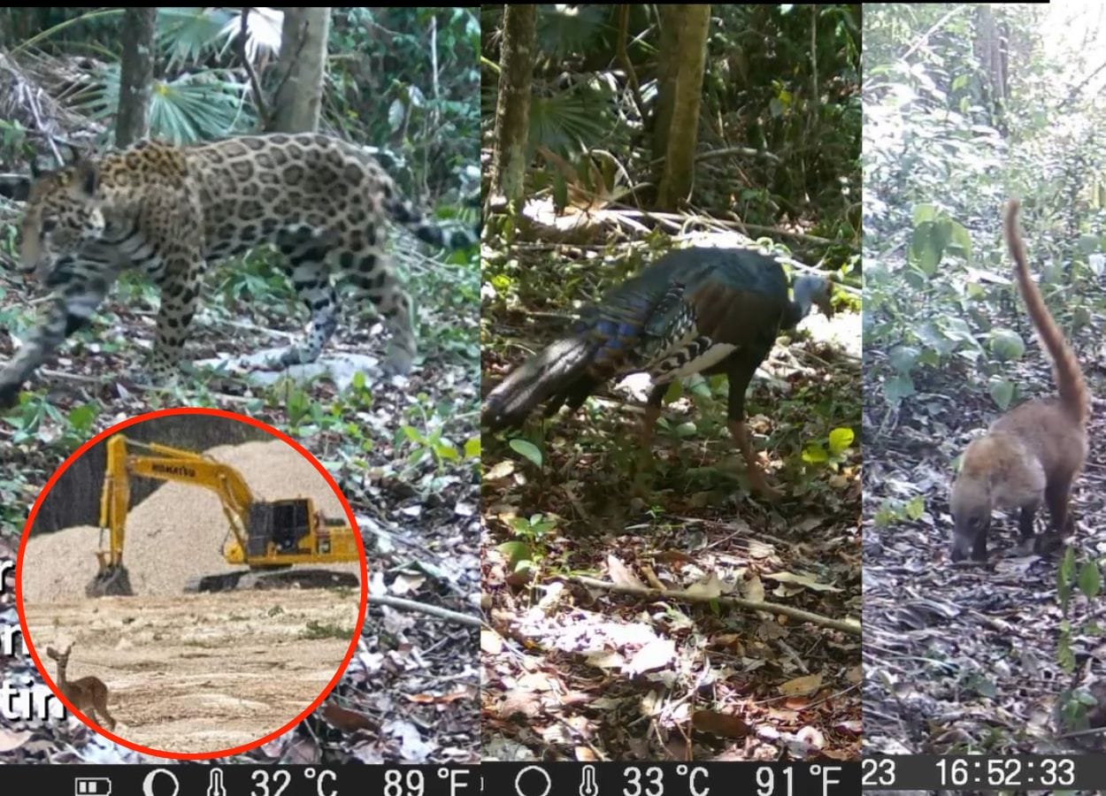Tren maya deja al descubierto fauna que habita cerca de las obras