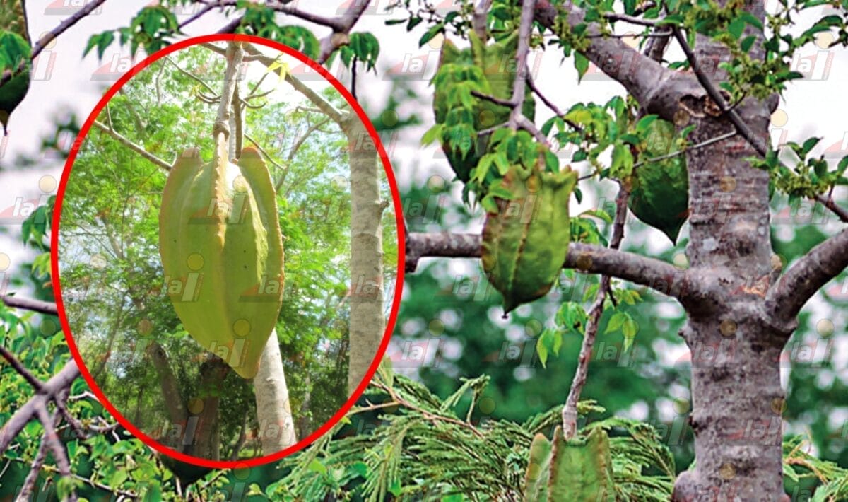 El bonete o k´umche: una fruta maya para tiempos de escases