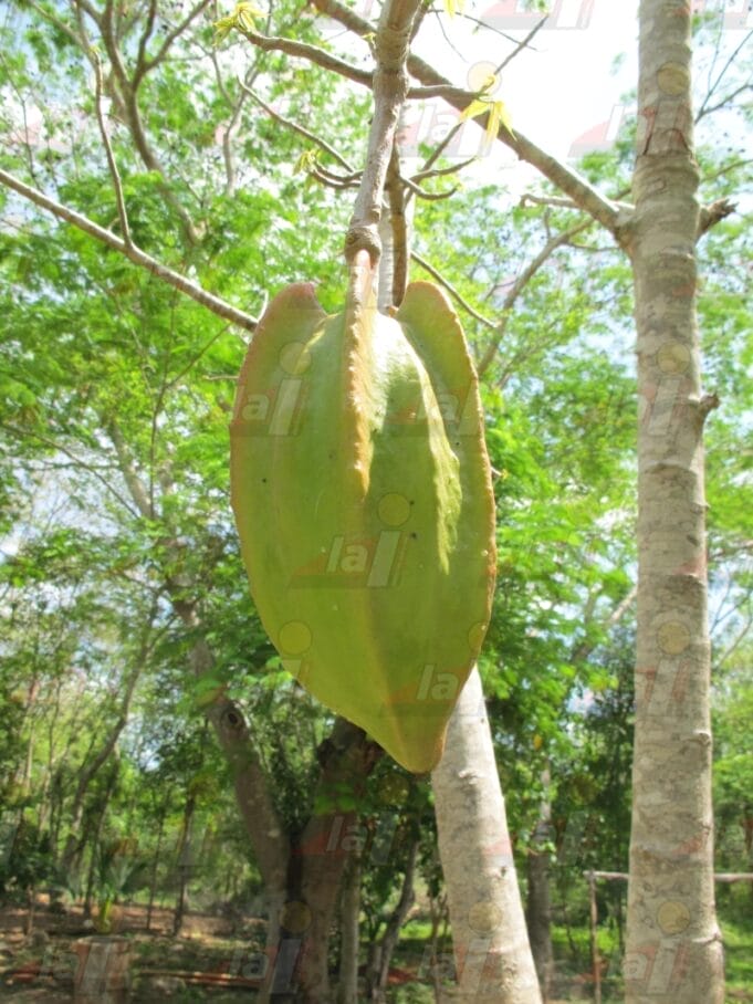 El bonete o k´umche: una fruta maya para tiempos de escases