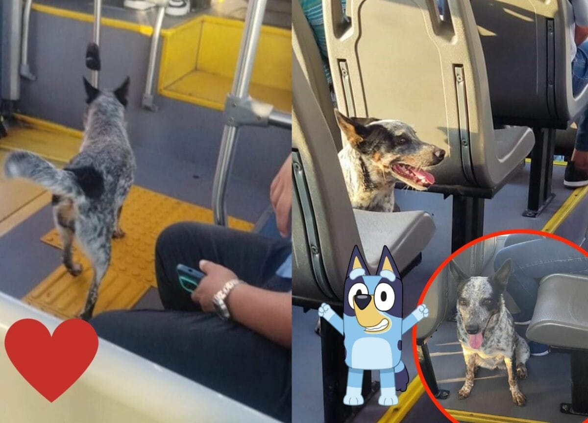 'Bluey', el perrito que subió al Va y Ven y enamoró a usuarios