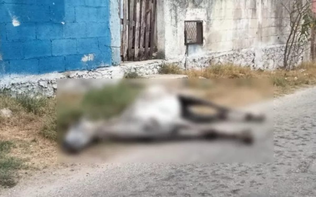 Indignación en Acanceh por hallazgo de caballo muerto abandonado en vía ...