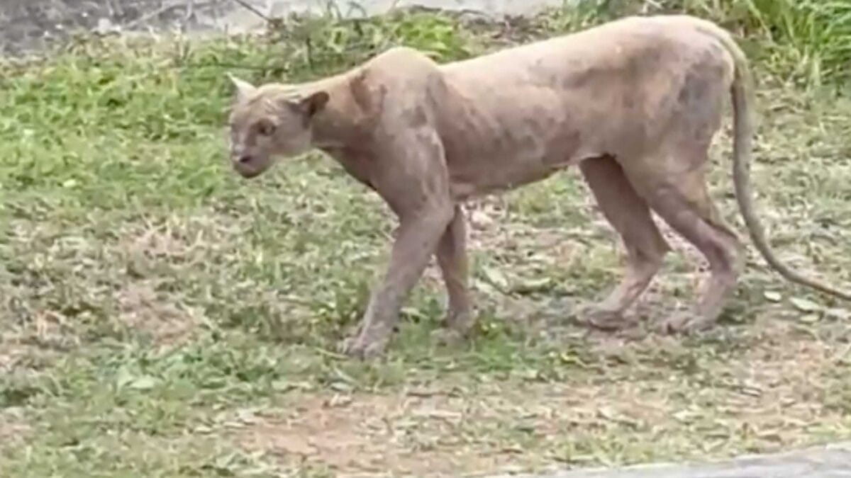 Puma en Monterrey caza gato; vecinos lamentan la escena VIDEO